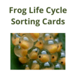 Frog Life Cycle Sorting Cards - Bright Minds Training